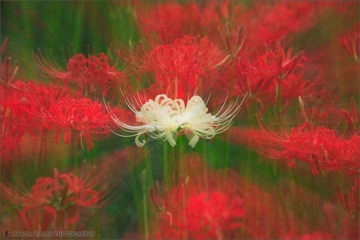 Martin Bailey Photography