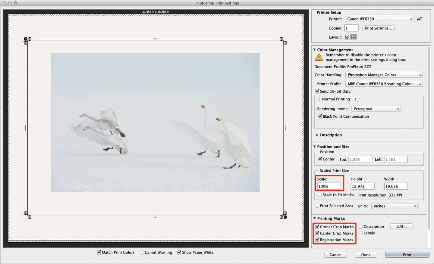 Fine Art Print Border Scripts for Print Preparation | Martin Bailey ...