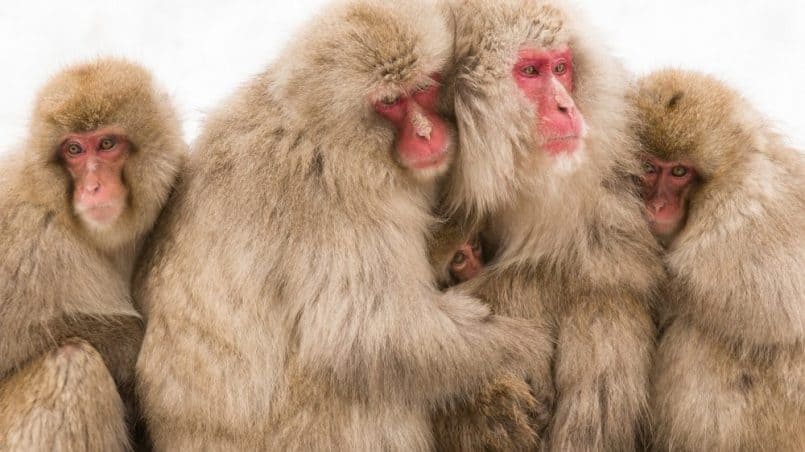 Five Monkeys | Martin Bailey Photography