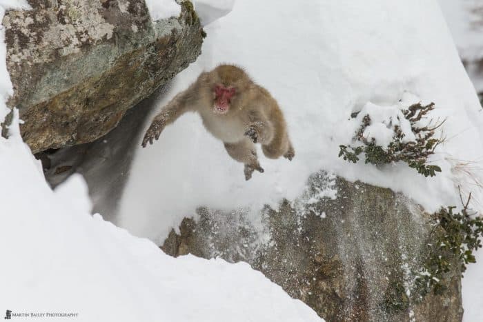 Snow Monkeys & Hokkaido Tour #2 2014 Part 1 (Podcast 412) | Martin ...