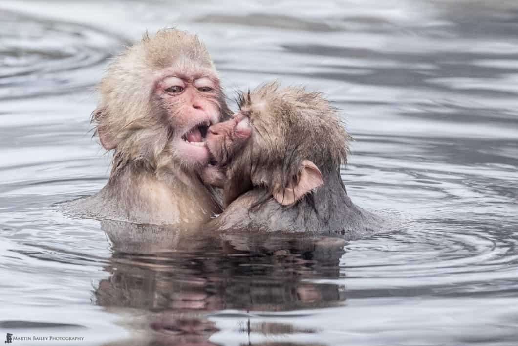 Snow Monkeys & Hokkaido 2015 Tour #1 Part 1 (Podcast 459) - Martin ...