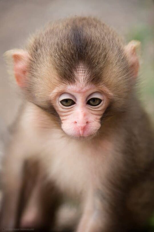 Snow-less Monkeys – A Summer Visit Travelogue (Podcast 480) - Martin ...