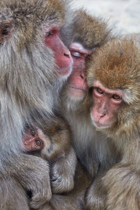 2018 Japan Winter Wildlife Photography Tour #1 Travelogue #1 (Podcast 608) - Martin Bailey ...