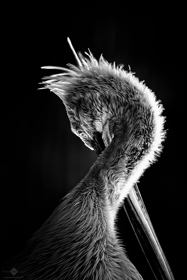 Acting Coyly | Martin Bailey Photography