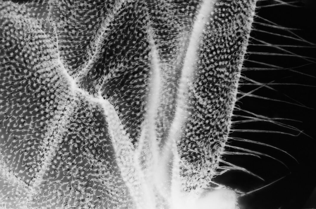 Microphotography – Minutia | Martin Bailey Photography