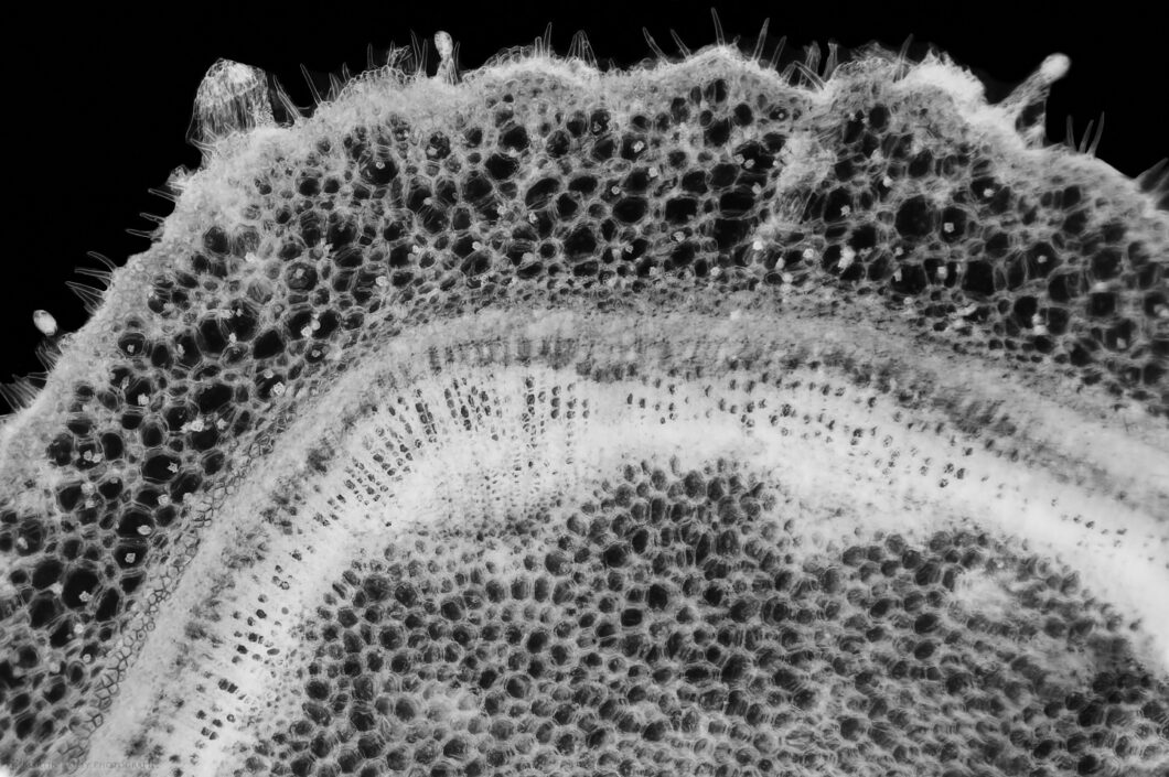 Microphotography – Minutia | Martin Bailey Photography