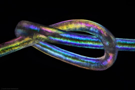 Microphotography – Minutia | Martin Bailey Photography