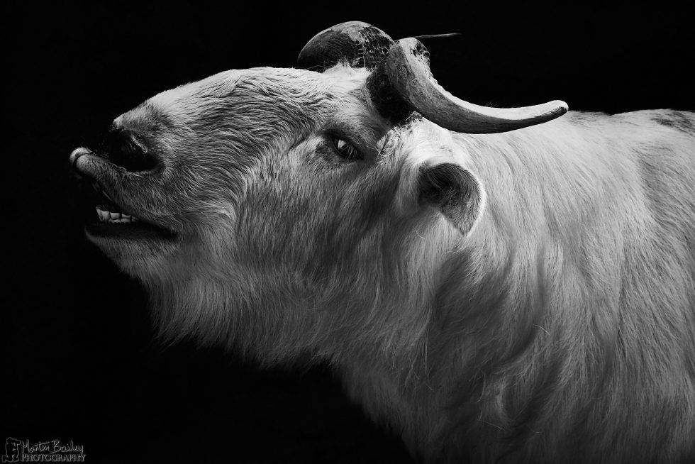 Animal Portraits from Tama Zoo | Martin Bailey Photography