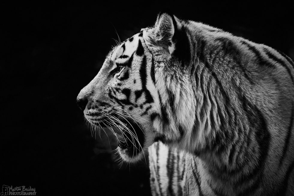 Animal Portraits from Tama Zoo | Martin Bailey Photography