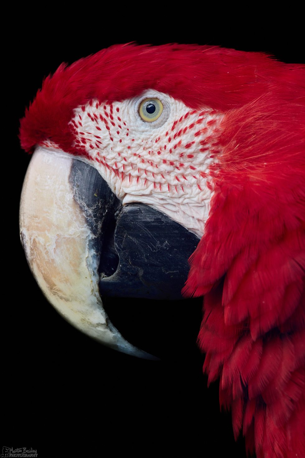 Animal Portraits from Tama Zoo | Martin Bailey Photography