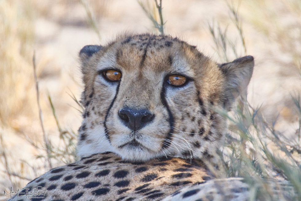 Namibia Tour Report 2024 Part 2 (Podcast 840) | Martin Bailey Photography