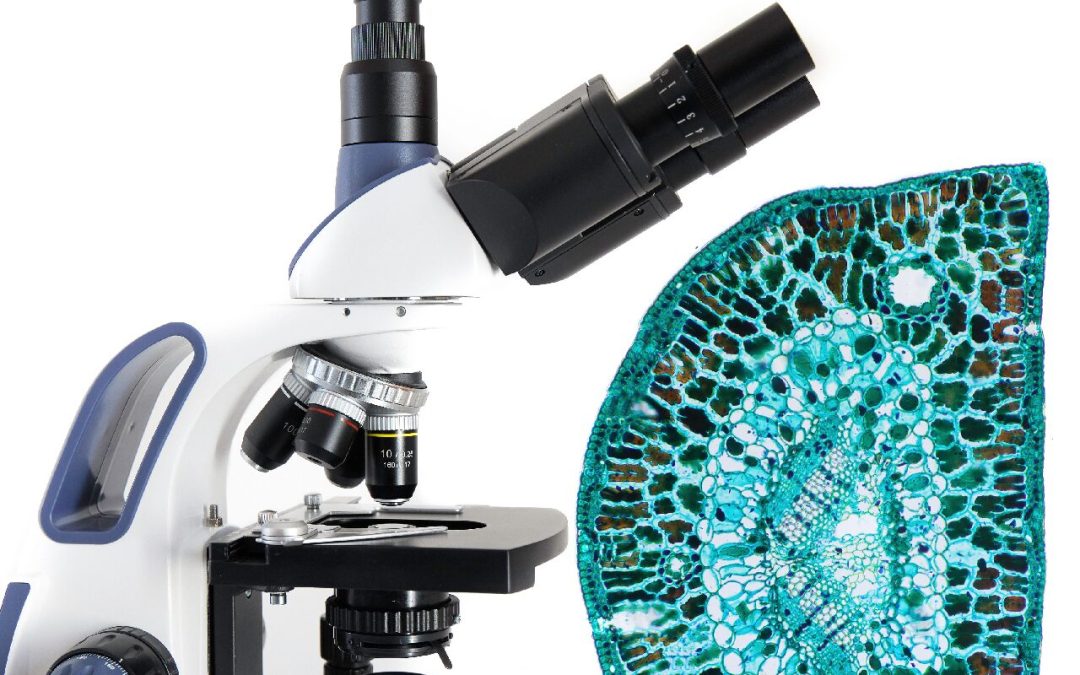 738 – Latest Rabbit Hole Update – Micrography | Martin Bailey Photography